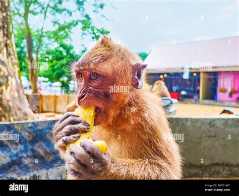 The Macaque Eats Banana In Courtyard Of Wat Suwan Kuha Cave Temple