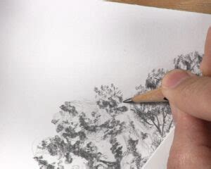 How To Draw A Tree With Leaves In A Surprisingly Familiar Way Let S Draw Today