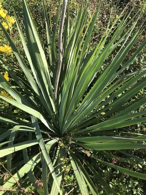 61 Yucca Plant Varieties Identification And Care Guide Succulent Alley