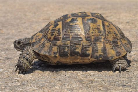 Strolling With Gopher Tortoises A Path Through Their Habitat 48898174