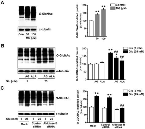 A O Glcnac Modification Of Total Cellular Proteins In Cells Treated