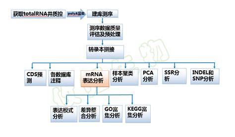 所有产品 组学研究 转录组测序 真核生物转录组测序攸归生物 攸归（上海）生物科技有限公司，基因芯片生物芯片基因测序高通