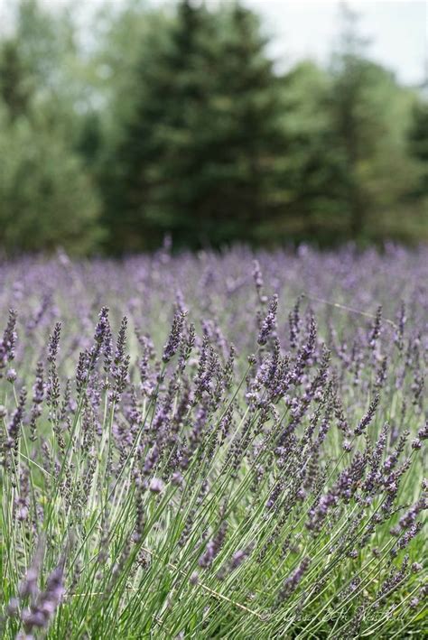 Lavender More Life In Your Garden Artofit