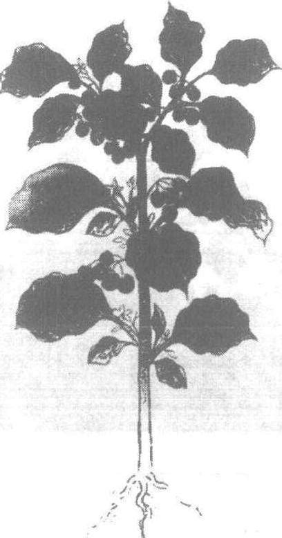 龙葵 本草品汇 医学