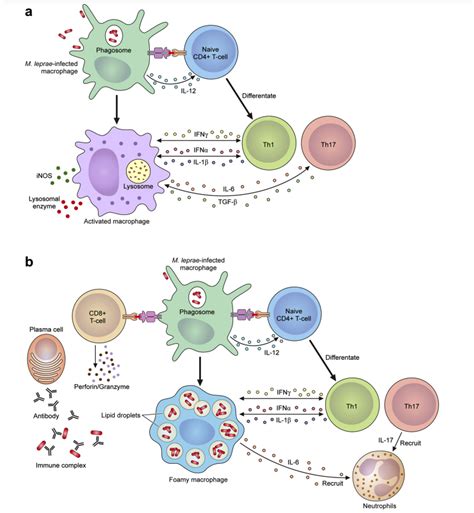 Mycobacterium Leprae Habitat Morphology Pathogenesis Treatment Biology Notes Online