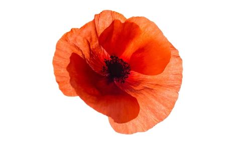 Flor De Amapola Roja Aislado Sobre Un Fondo Blanco Foto Premium