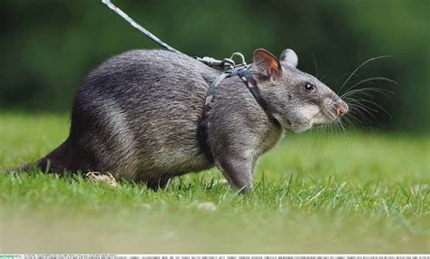 Gambian Rat Uk