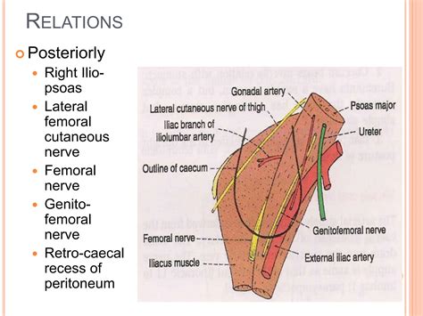 Gross Anatomy Of Caecum And Appendix Dr Vkvs Ppt