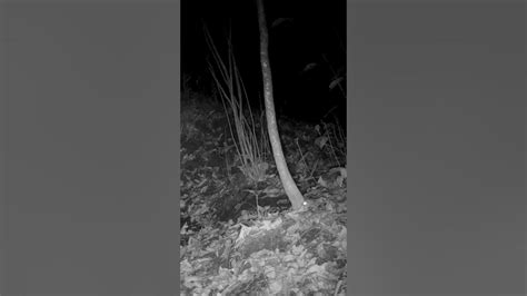 Hickory Dickery Dock Youtube