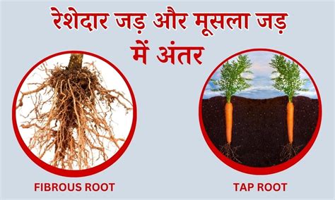 जड क परकर मसल जड और रशदर जड क बच अतर Difference