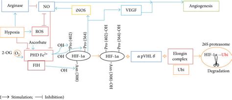 Hypoxia Inducible Factor 1α Hif 1α Degradationstabilization