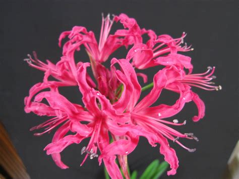 Yahooオークション 山野草 古典園芸 ネリネ【ピンク花 ネリネ ダイ
