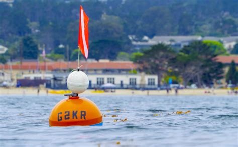 Divers Cull The Tide Of Urchins To Help Save Kelp Scuba Diving