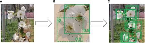 frontiers multi scenario pear tree inflorescence detection based on improved yolov7 object