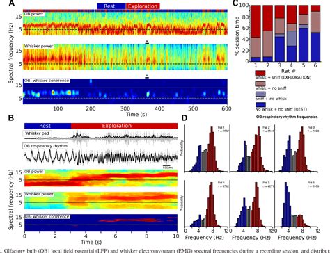 Figure 1 From Local Cortical Activity Of Distant Brain Areas Can Phase Lock To The Olfactory