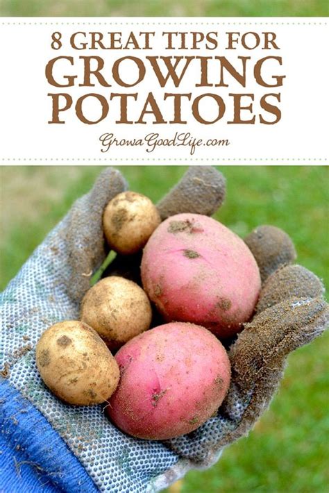 8 Great Tips For Growing Potatoes Growing Potatoes Growing Vegetables Organic Gardening Tips