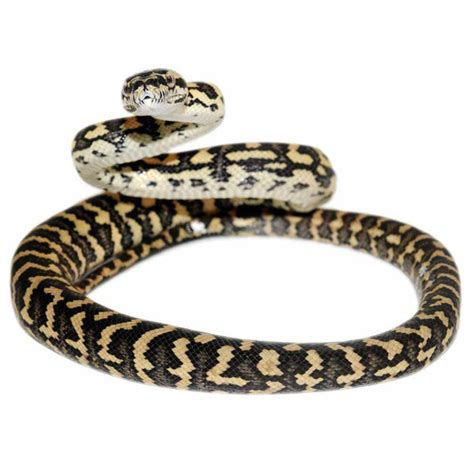 Jungle Carpet Pythons Big Apple Pet Supply