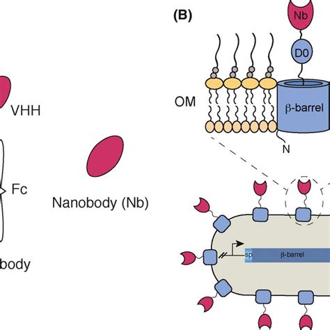 Designed Nanobody‐linked Synthetic Consortia For Microbiota Dysbiosis Download Scientific