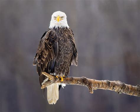 2022 Juneau Haines Bald Eagles Chilkat River Pablo Garcia