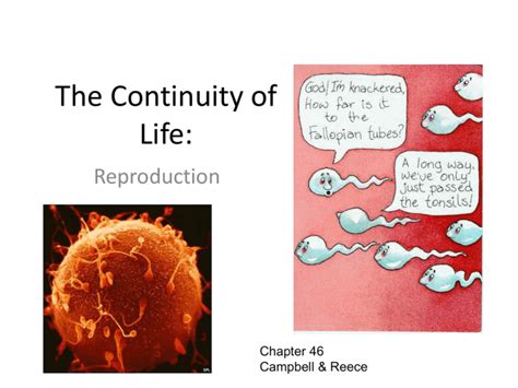 The Continuity Of Life