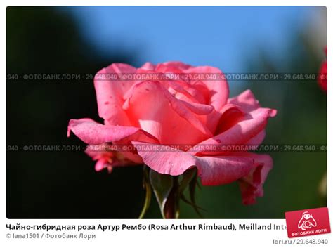Чайно-гибридная роза Артур Рембо (Rosa Arthur Rimbaud), Meilland ...