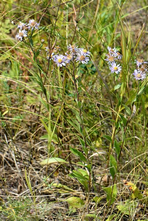 Aster amellus - Изображение особи - Плантариум