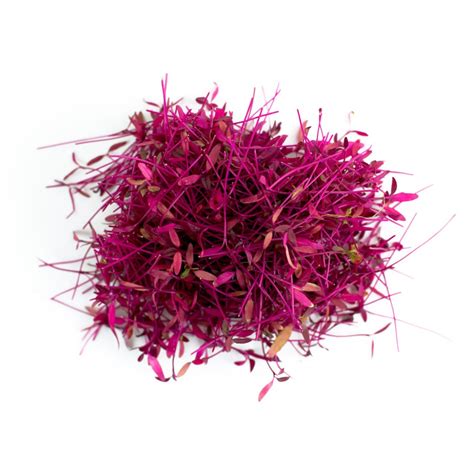 Evergreensuperfoods Amaranth Microgreens