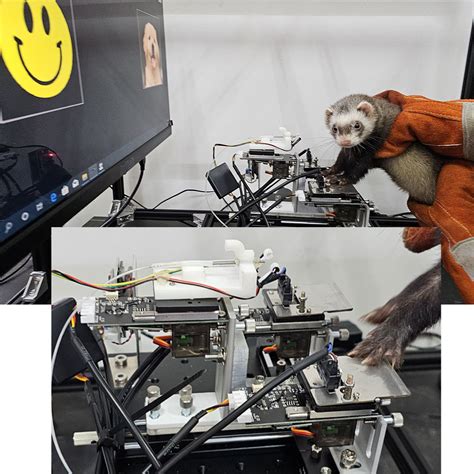 案例1：雪貂触摸屏实验系统