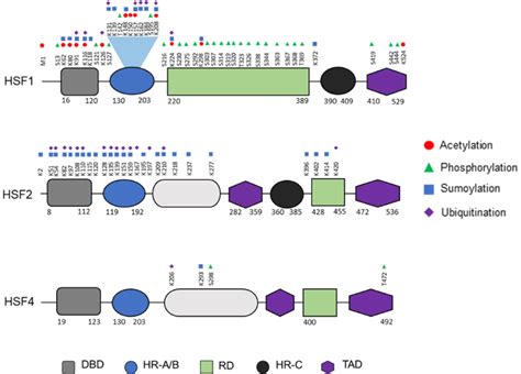 Comparison Of The Posttranslational Modifications Of Human Hsf1 Hsf2