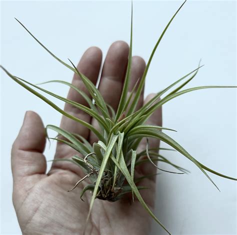 Тилландсия «Ionantha & Concolor»