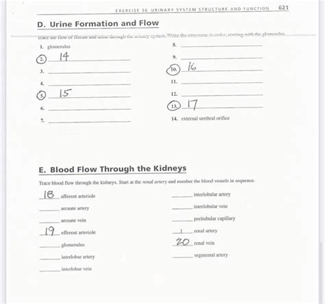 620 EXERCISE 36 URINARY SYSTEM STRUCTURE AND FUNCTION Chegg Com