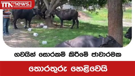 ගවයින් සොරකම් කිරීමේ ජාවාරමක තොරතුරු හෙළිවෙයි Youtube