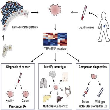 RNA Seq Of Tumor Platelets May Diagnose And Classify Cancer Identify Treatment Strategies RNA