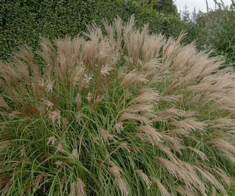 Best Miscanthus Varieties 15 Of The Top Ornamental Grasses Homes And