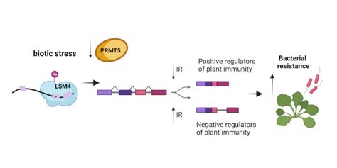 When Posttranslational Modifications Meet Splicing To Regulate Stress