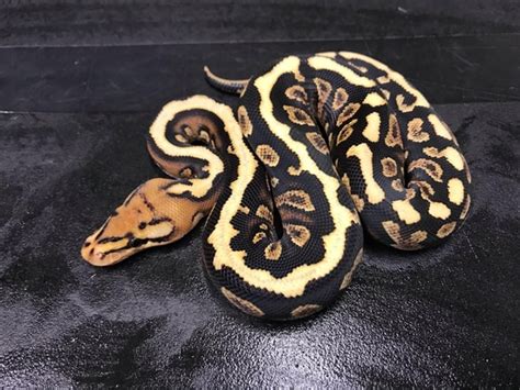 Cypress Spotnose Yb 100 Het Clown Ball Python By Big D Exotics Ltd