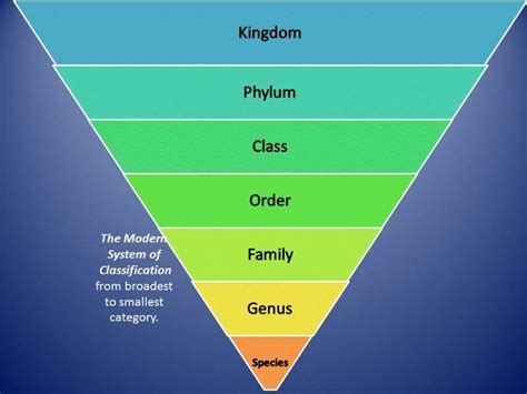 Kingdom Animalia Biology Classroom Kingdom Animalia Learn English