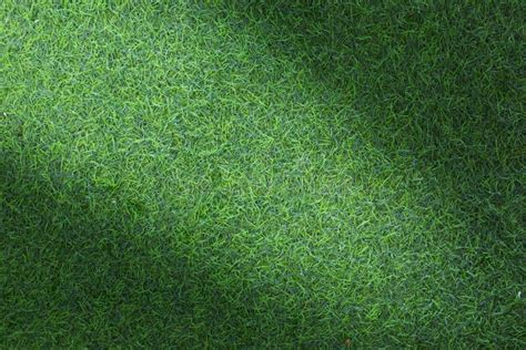 Grass Texture Or Grass Background Green Grass For Golf Course Soccer