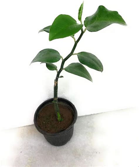 Pedilanthus Tithymaloides Pedilanthus Live Plant At ₹ 100plant In Jodhpur