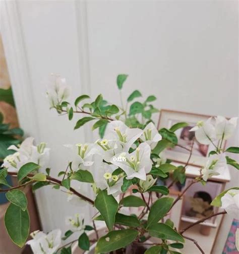 养殖三角梅冬季保养技巧如何让三角梅平安度过寒冷冬季 花植网
