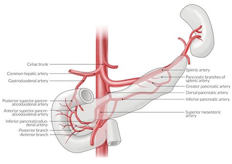 Pancreas Vascular Anatomy