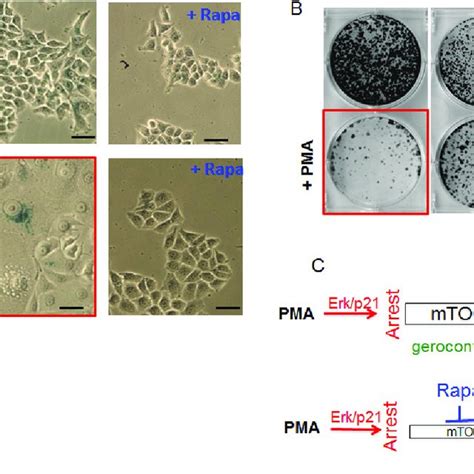 Effects Of Rapamycin Plus U0126 On Senescent Morphology Beta Gal