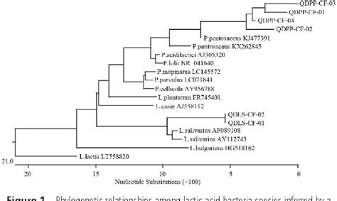 Figure 1 From Isolation And Probiotic Potential Of Lactobacillus Salivarius And Pediococcus