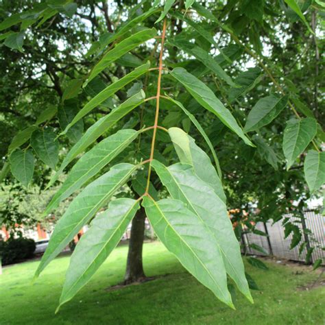 Ailanthus Altissima In Roath Mill Gardens