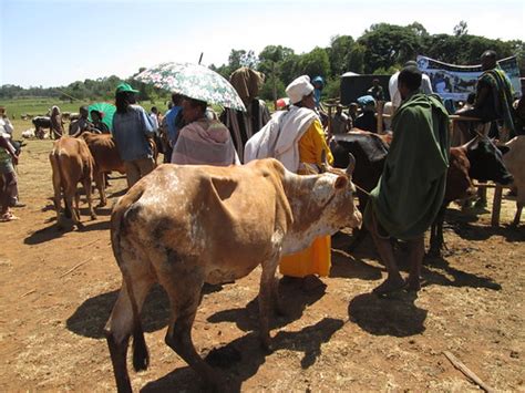 Oestrous Synchronization Of Dairy Cattle Takes Off In Amhara Region Lives Ethiopia