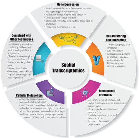 Novel Insights From Spatial Transcriptome Analysis In Solid Tumors Pmc