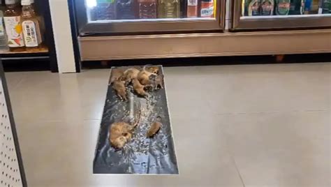 گرفتار شدن کامل یک خانواده پرجمعیت؛ عملیات پاکسازی با موفقیت انجام شد فیلم