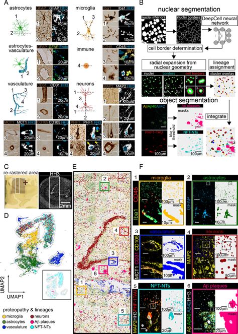 Spatial Organization And Molecular Identities Of Cells And Proteopathy Download Scientific