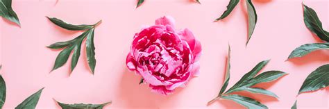 풀 블룸 의 모란 꽃 하나 활기찬 분홍색 색상과 창백한 분홍색 배경에 고립 된 잎의 반복 패턴 플랫 레이 상단 보기 배너 0명에 대한 스톡 사진 및 기타 이미지 Istock