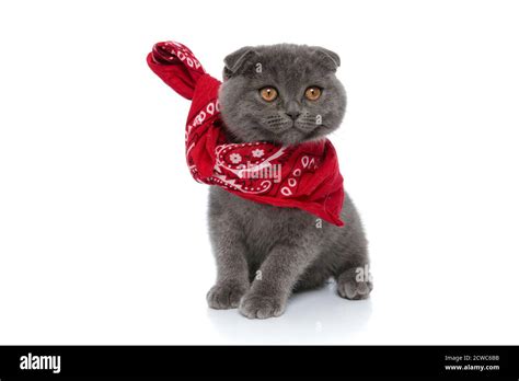 Adorable Scotish Fold Cat Wearing Red Bandana Around Neck And Looking